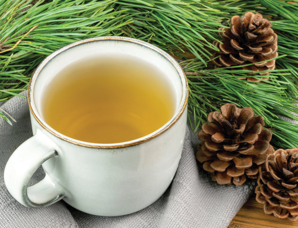 ნაძვი - მკურნალი.გე