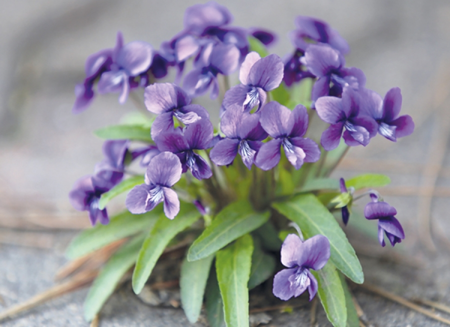 ია - მკურნალი.გე